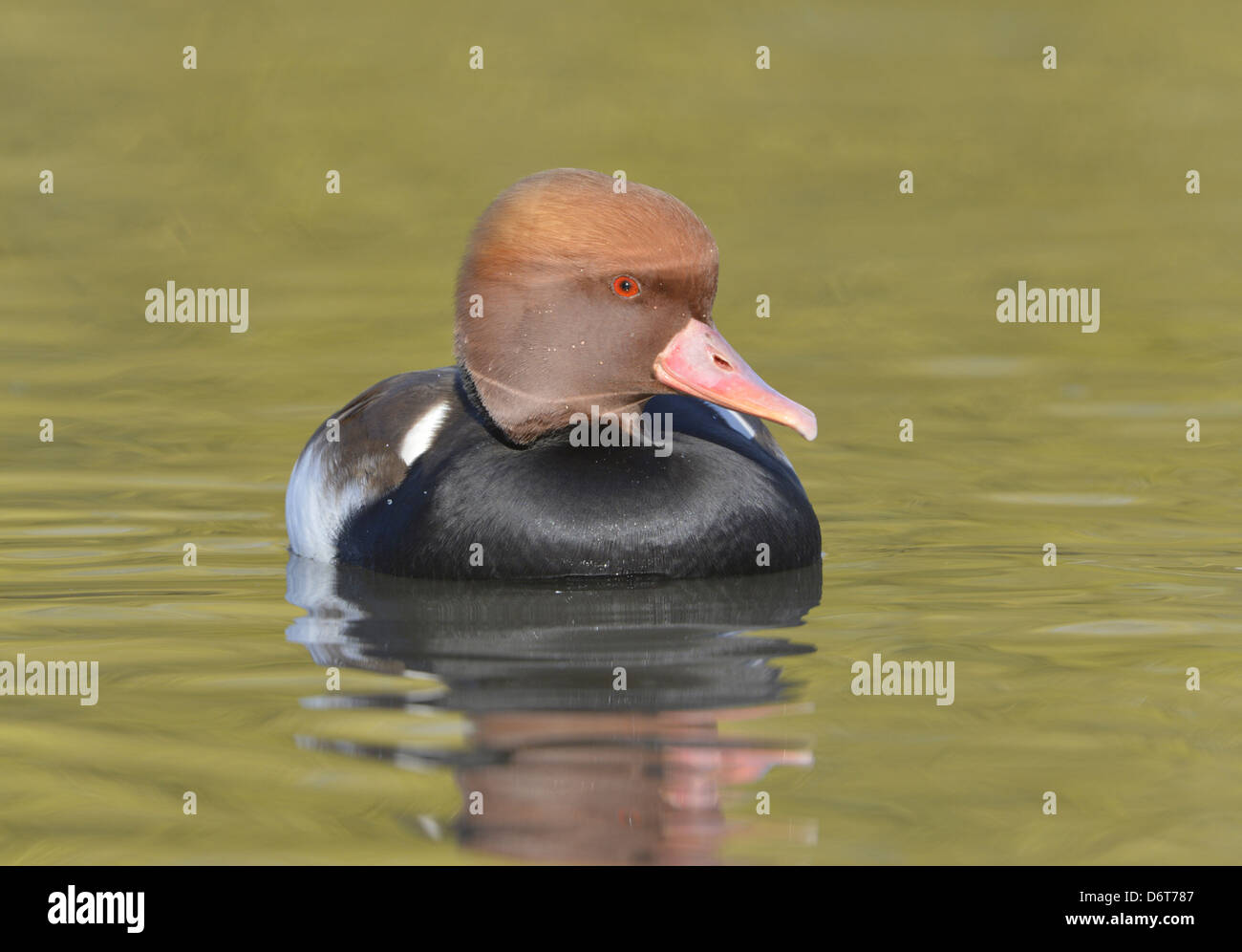 Red Legged Exotic Ducks