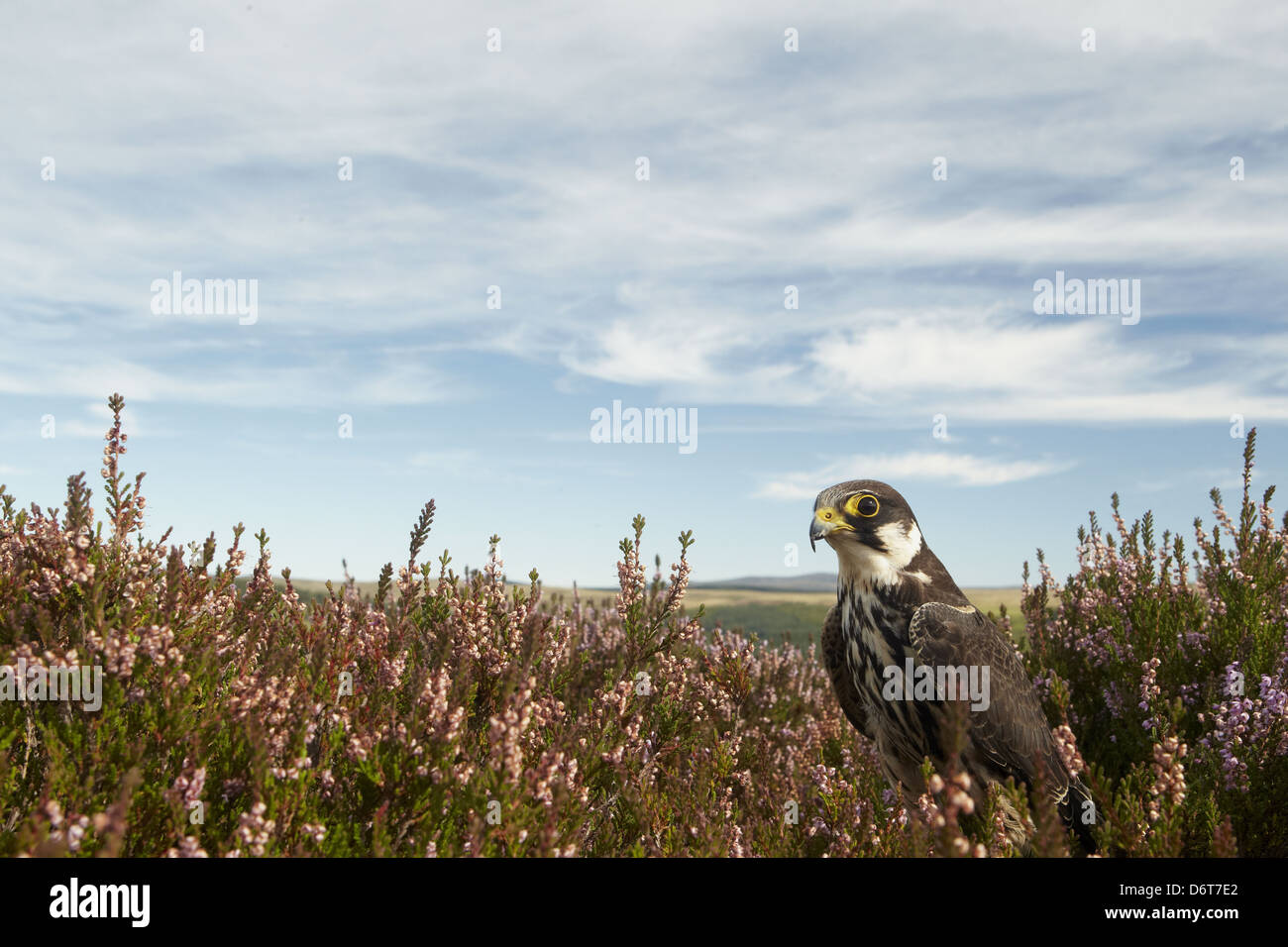 Eurasian Hobby (Falco subbuteo) immature, standing in heather on ...
