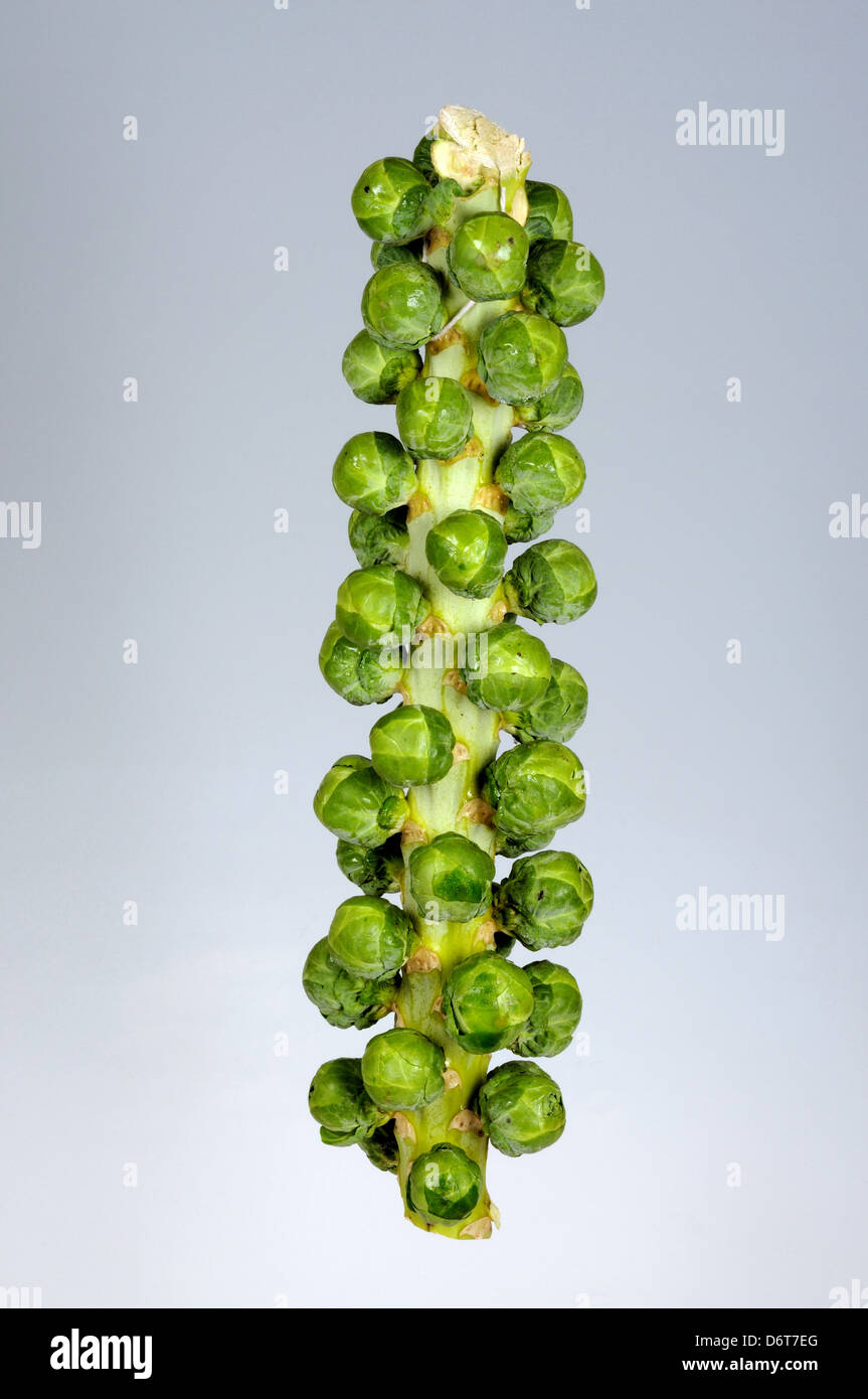 Brussels sprouts stick against a grey background Stock Photo - Alamy