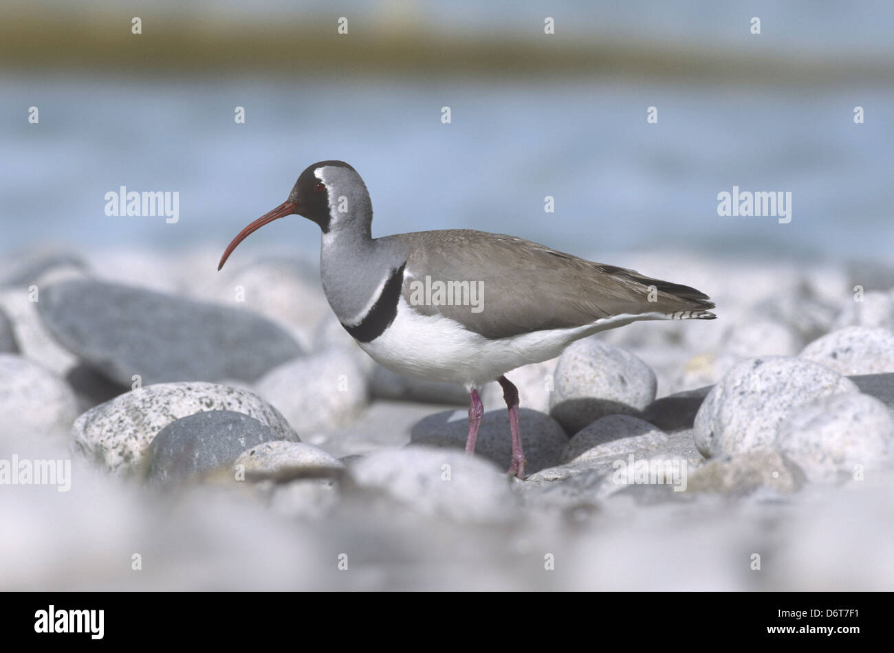 Ibisbill - Ibidorhyncha struthersii Stock Photo - Alamy