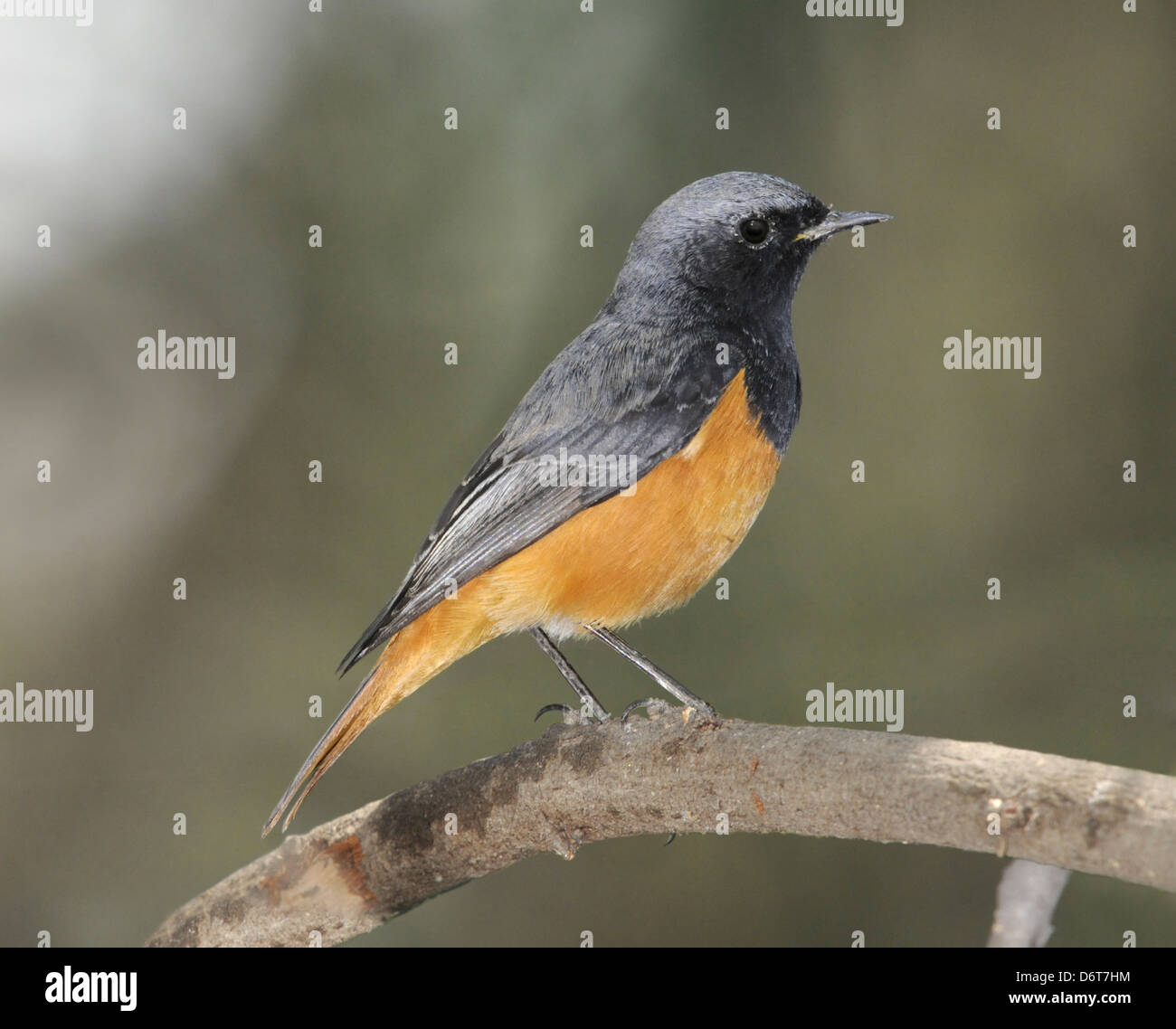 Eastern Black Redstart - Phoenicurus ochruros phoenicuroides Stock Photo - Alamy