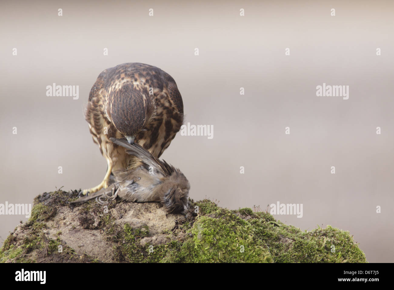 Merlin Merlins Falcon Falcons High Resolution Stock Photography and ...
