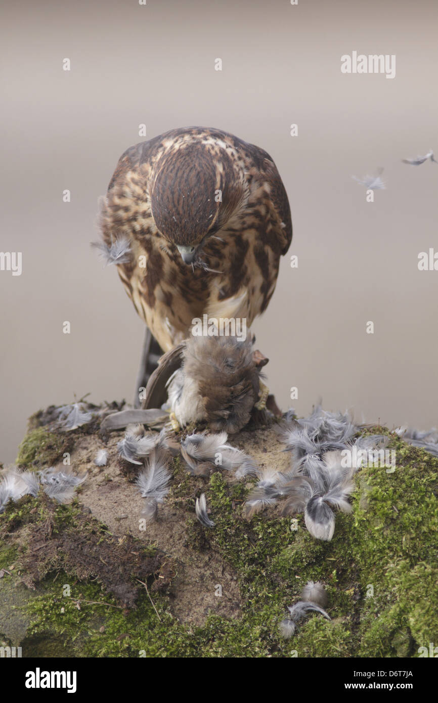 Merlin Falco columbarius immature male first year plumage plucking ...