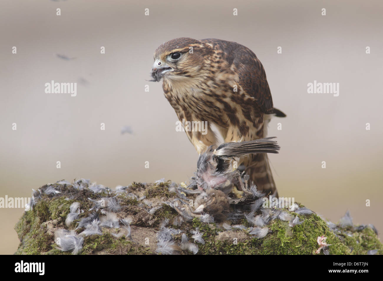 Merlin Falco columbarius immature male first year plumage plucking ...