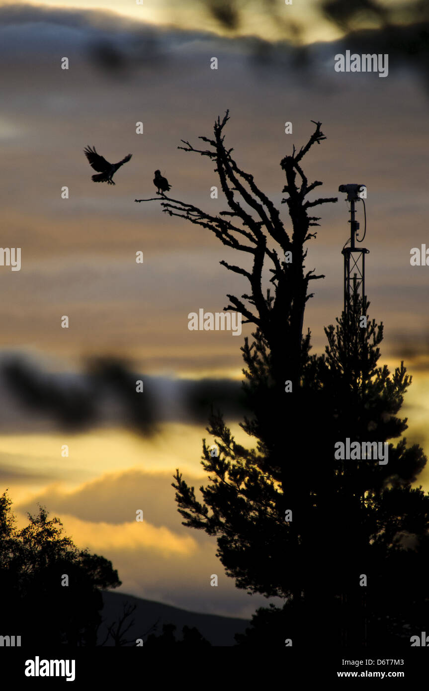 Bird tracking device hi-res stock photography and images - Alamy