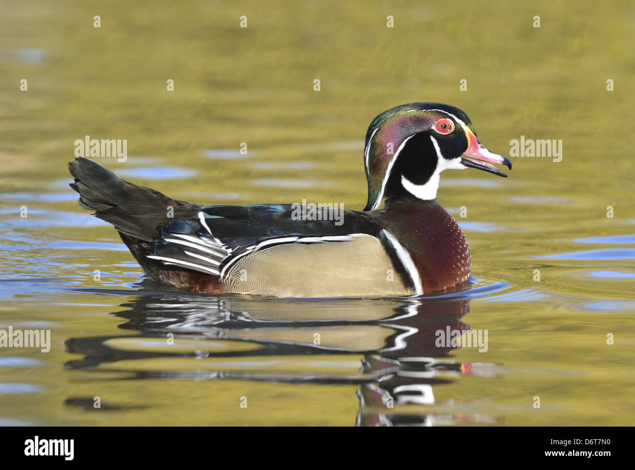 North american wood duck hi-res stock photography and images - Alamy