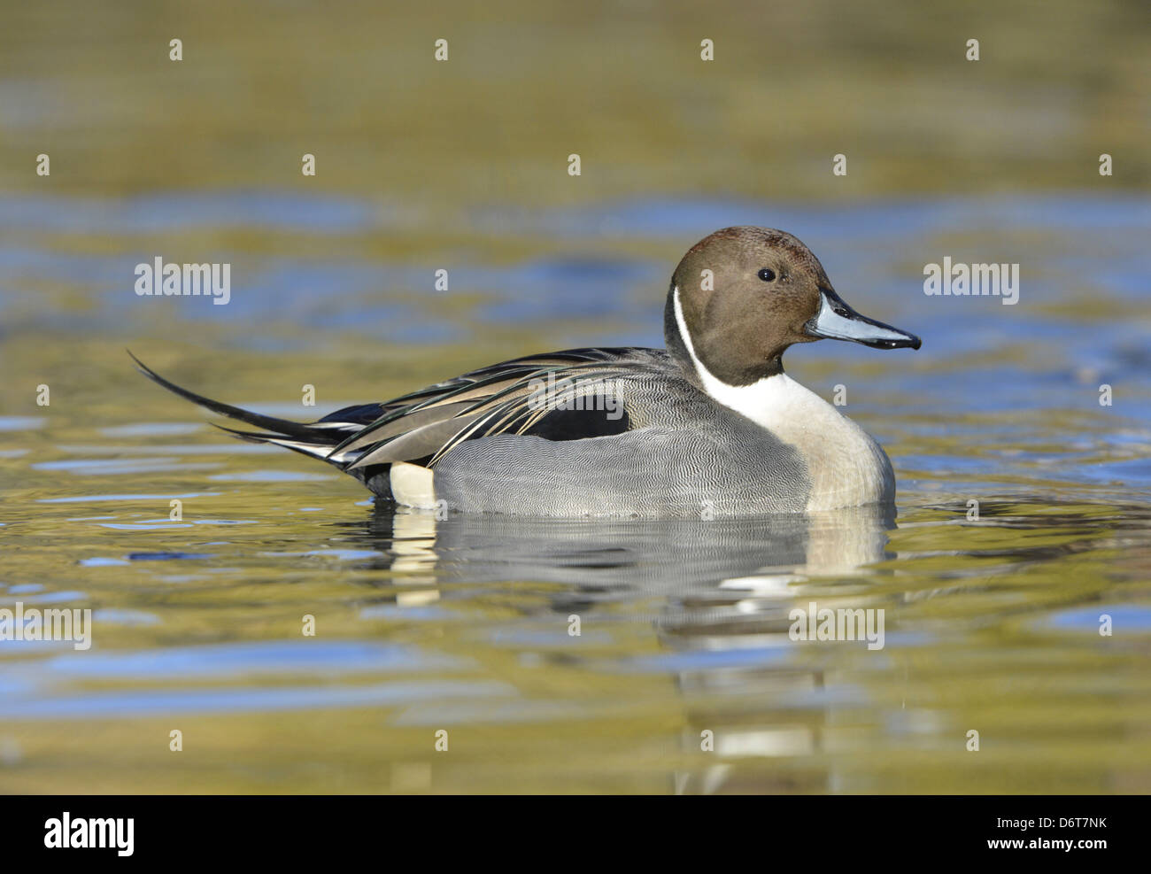 Pintail migration hi-res stock photography and images - Alamy