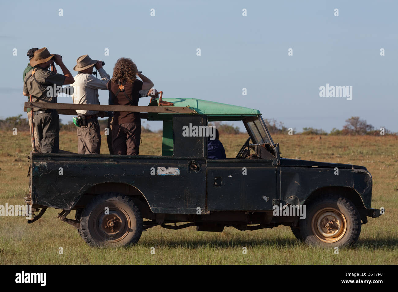 Eco-tourists in open top four wheel vehicle scanning grassland habitat ...