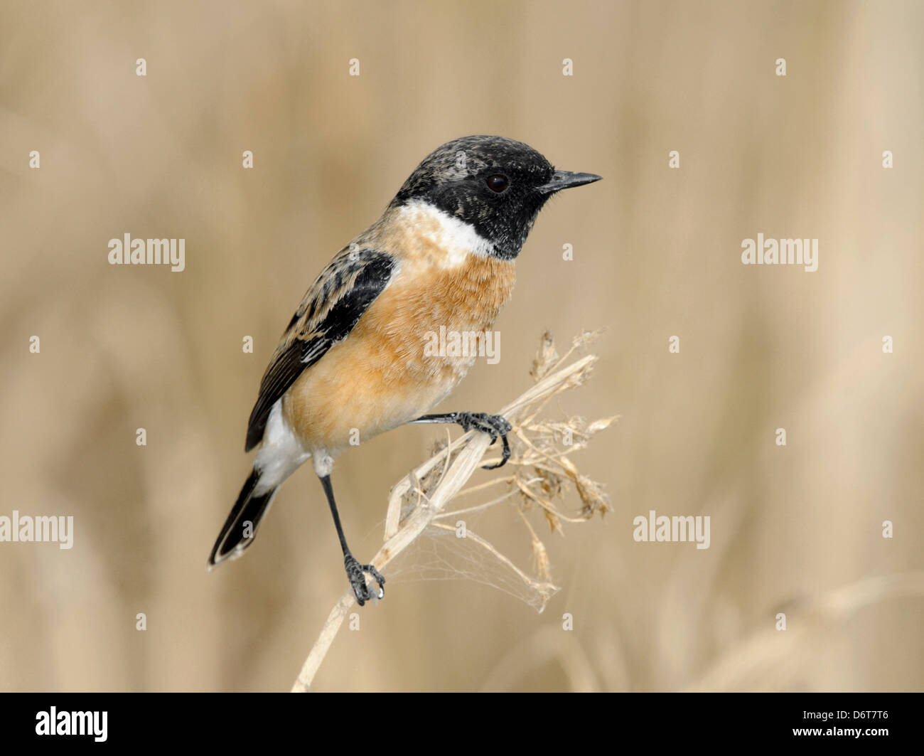 Siberian Stonechat - Saxicola maurus Stock Photo - Alamy