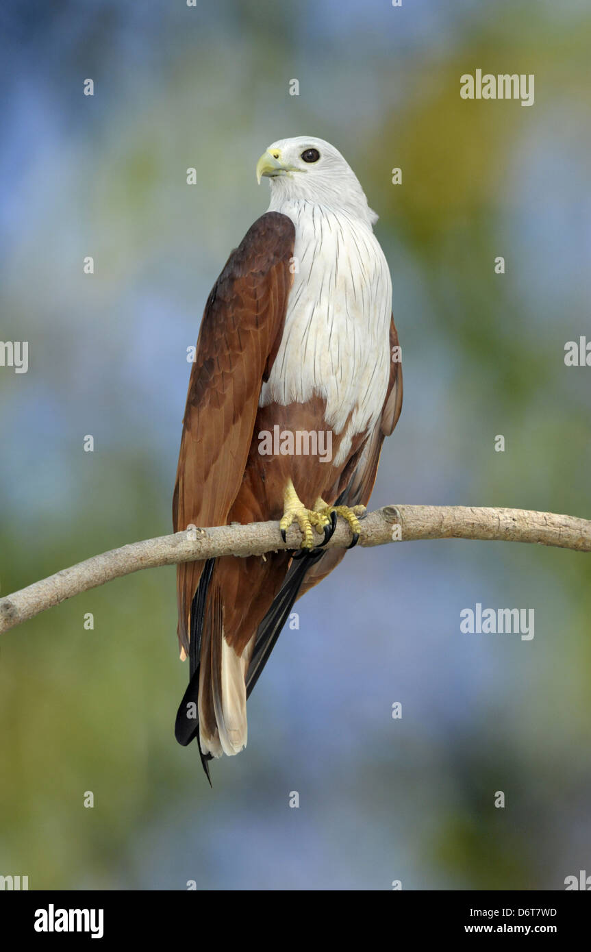 Brahminy Kite - Haliastur indus Stock Photo - Alamy