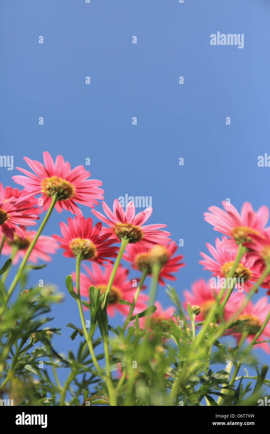 Extending flowers hi-res stock photography and images - Alamy