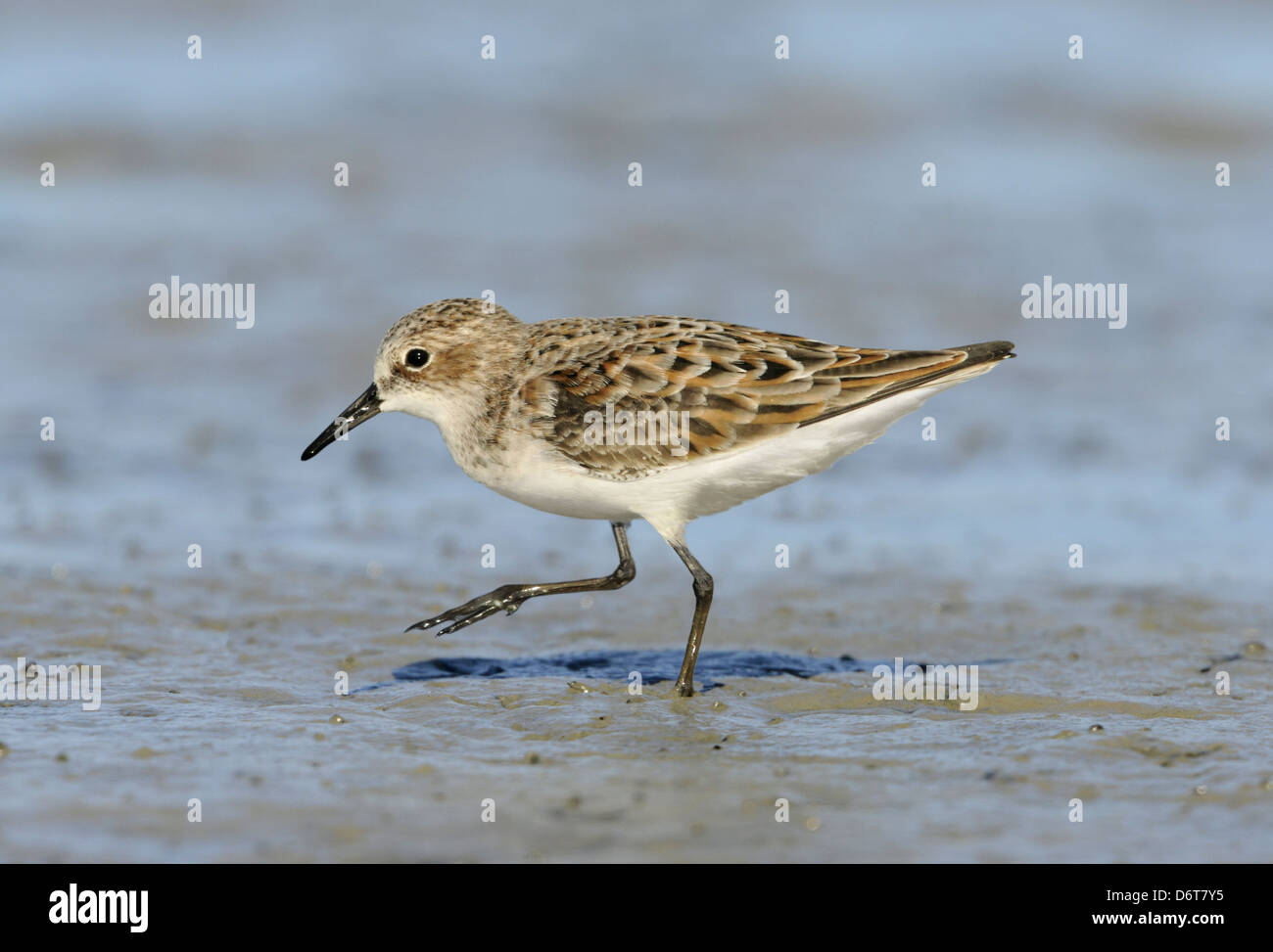 Adult little stint breeding plumage hi-res stock photography and images ...