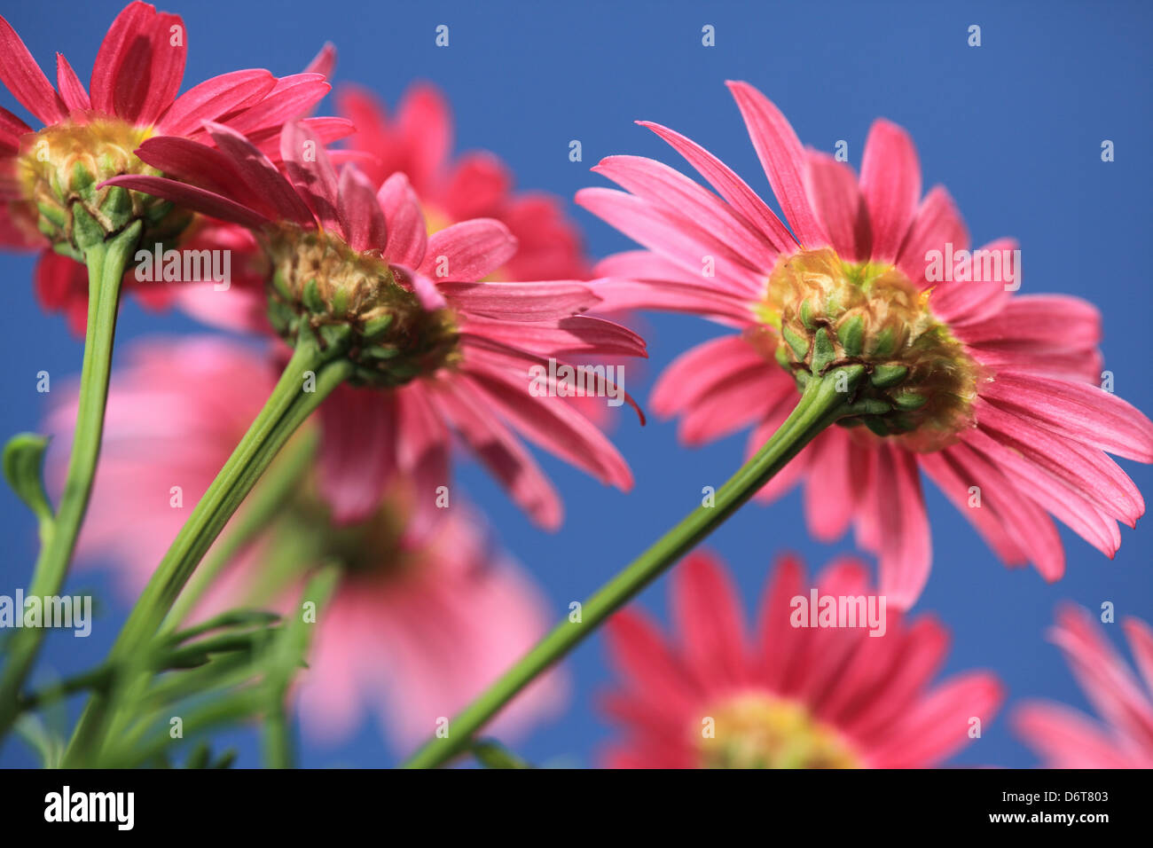 Extending flowers hi-res stock photography and images - Alamy