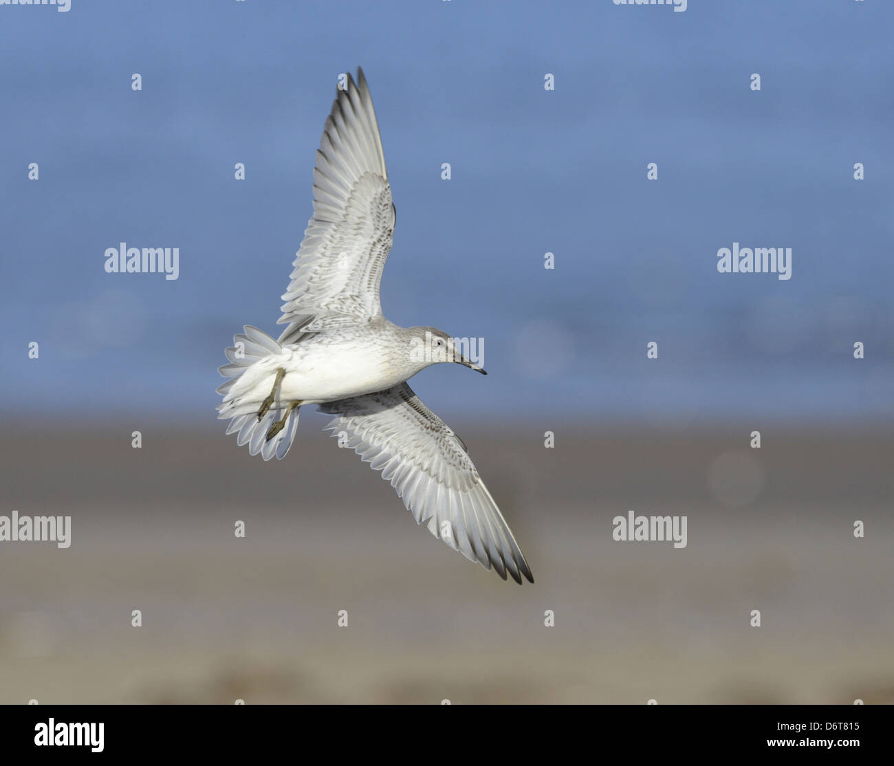 Knot bird hi-res stock photography and images - Alamy