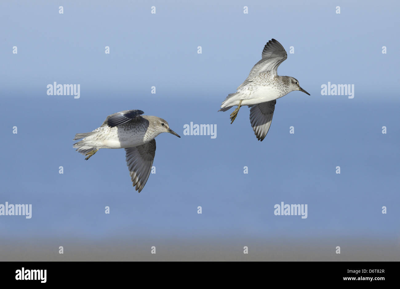 Knot birds in flight hi-res stock photography and images - Alamy