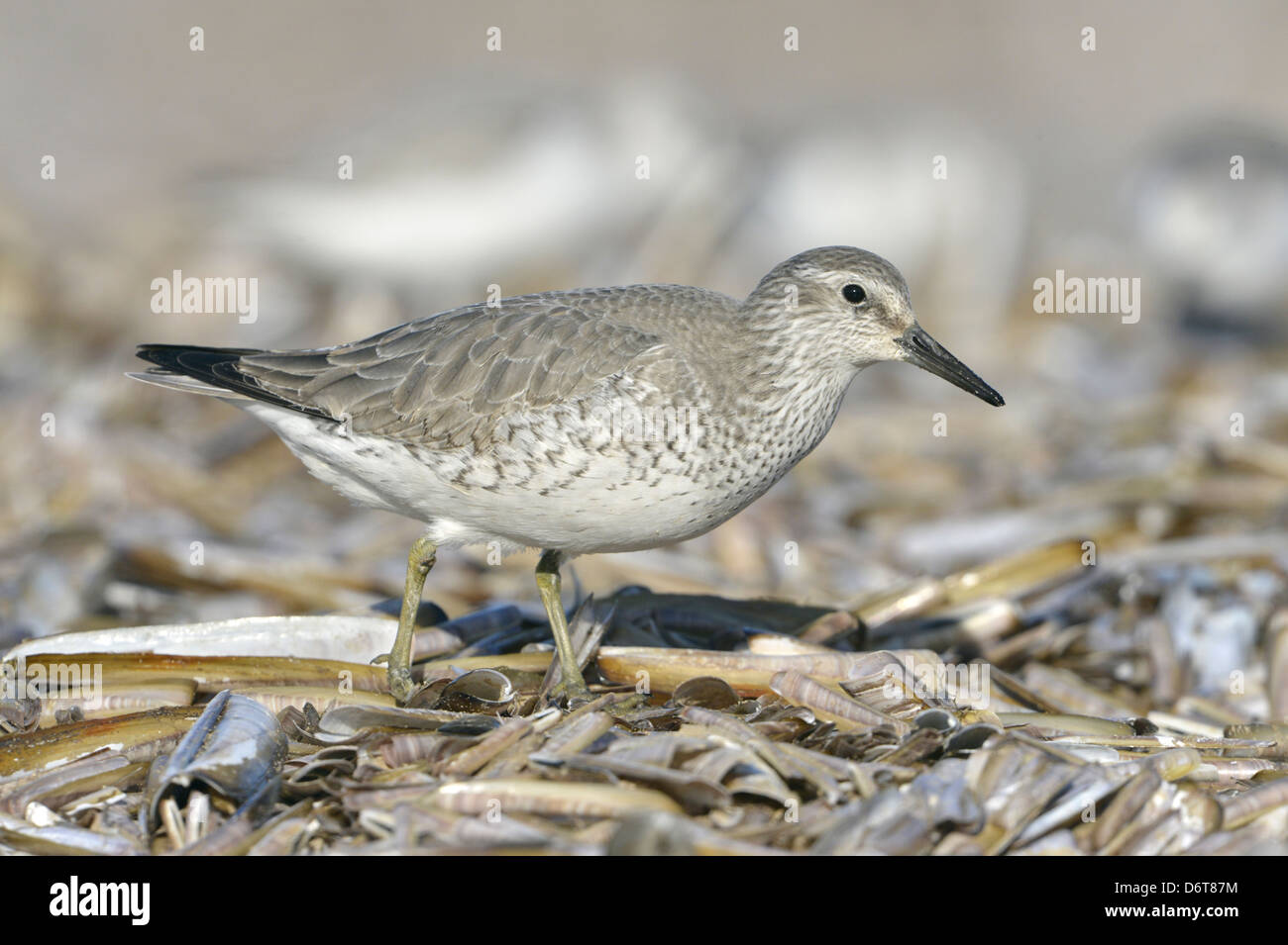 Knot Calidris canutus Stock Photo - Alamy
