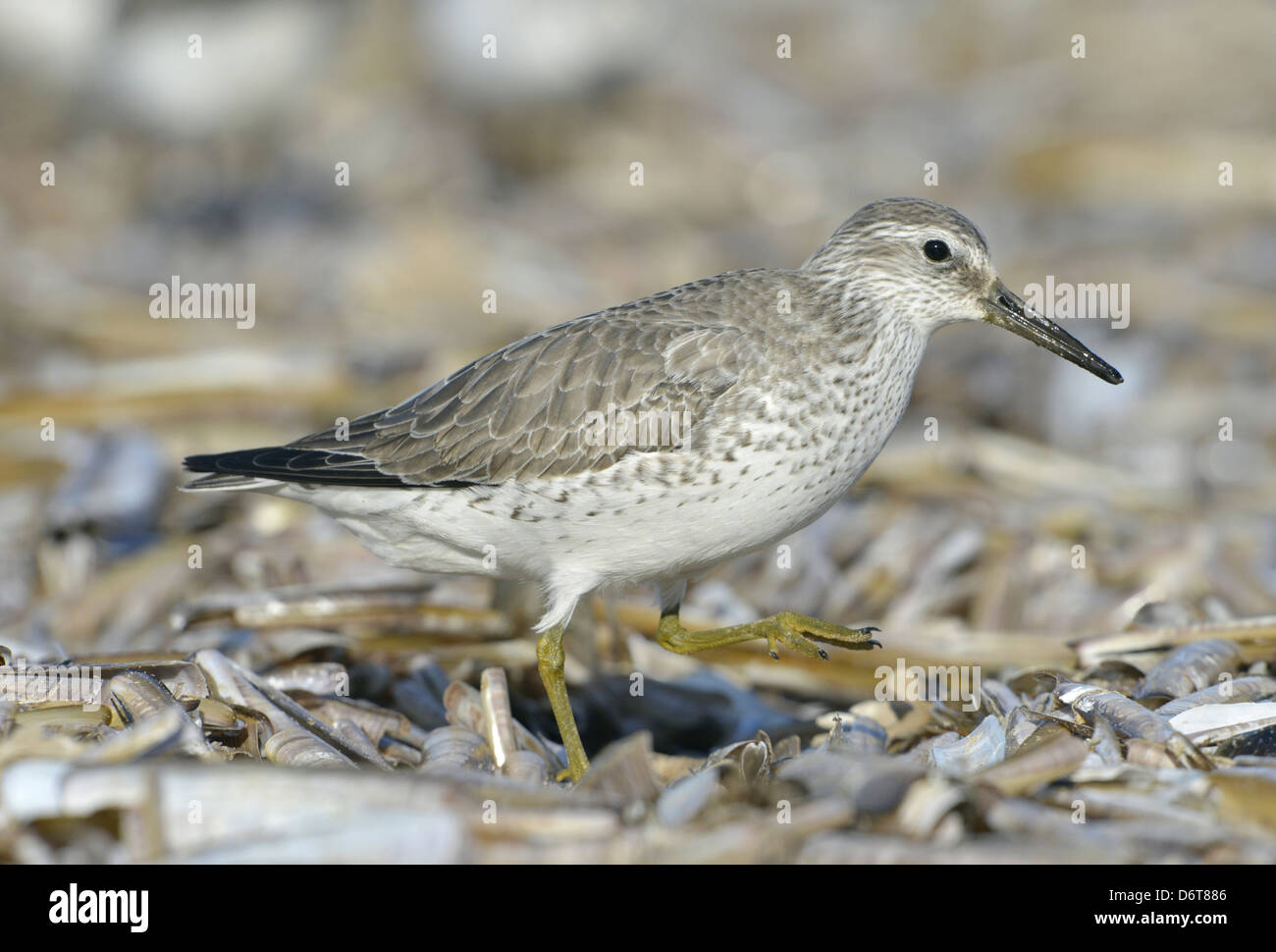 Knot Calidris canutus Stock Photo - Alamy