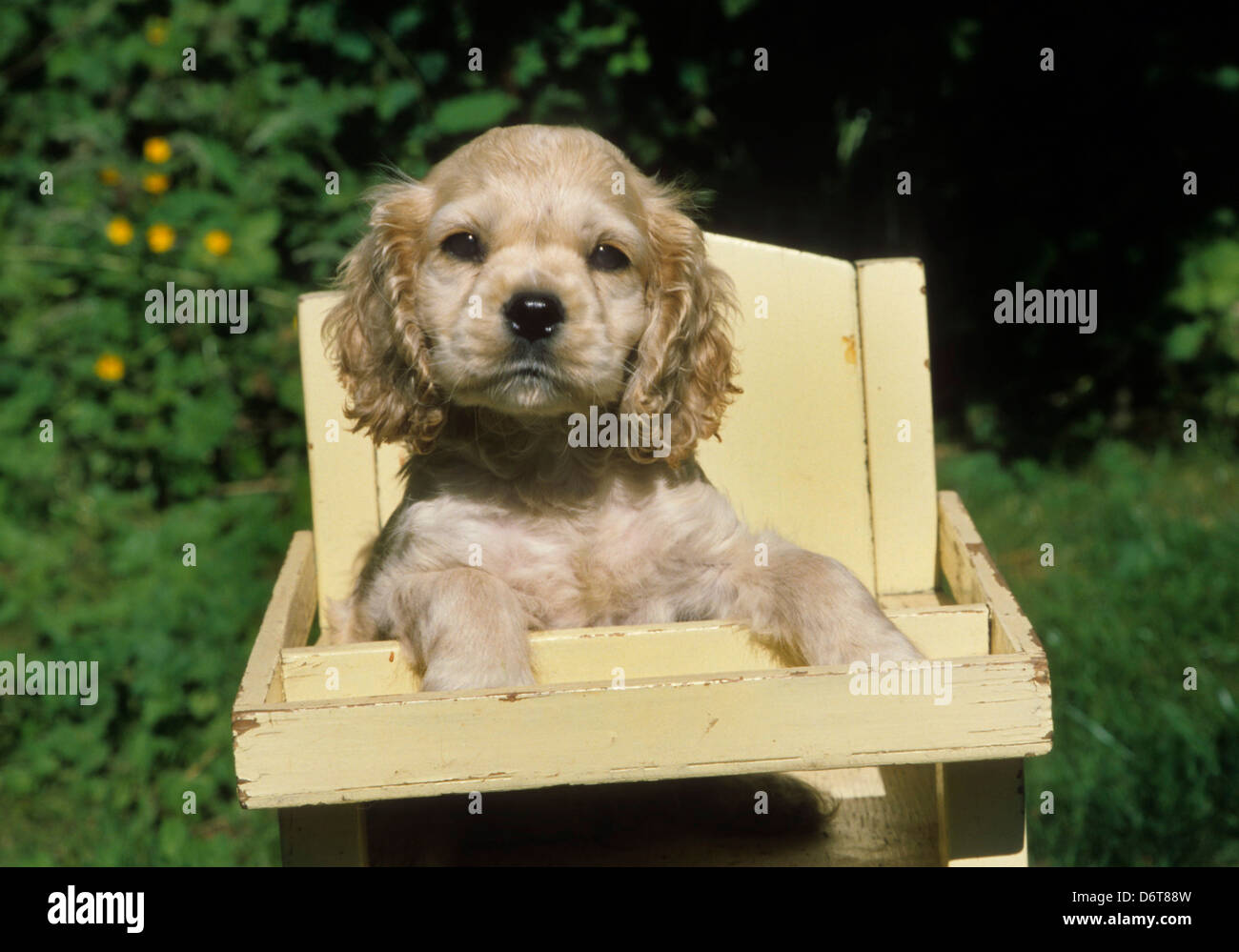 American Cocker Spaniel puppy sitting on a chair Stock Photo - Alamy