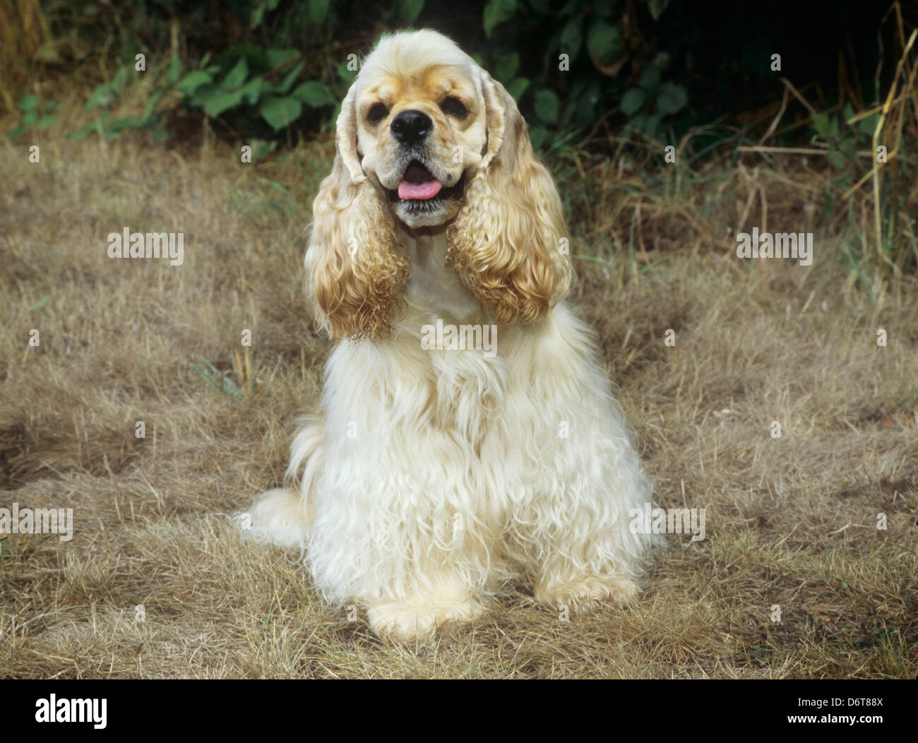 American Cocker Spaniel puppy sitting in a field Stock Photo - Alamy