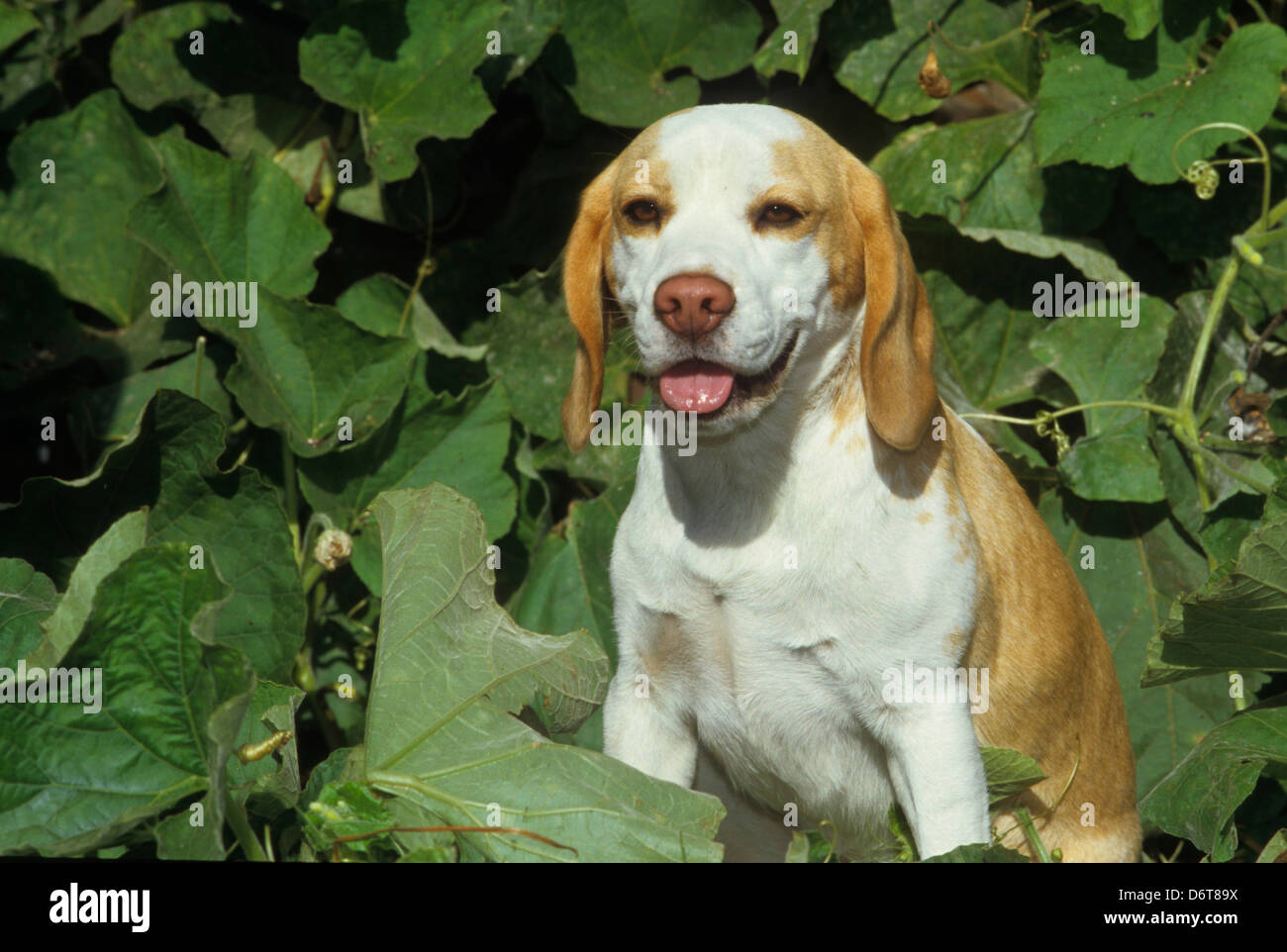 Close-up of a Beagle in a garden Stock Photo - Alamy