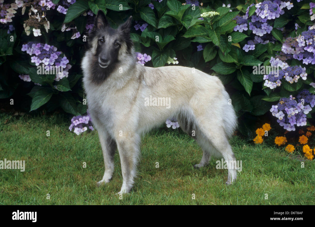 A standing shepherd hi-res stock photography and images - Alamy
