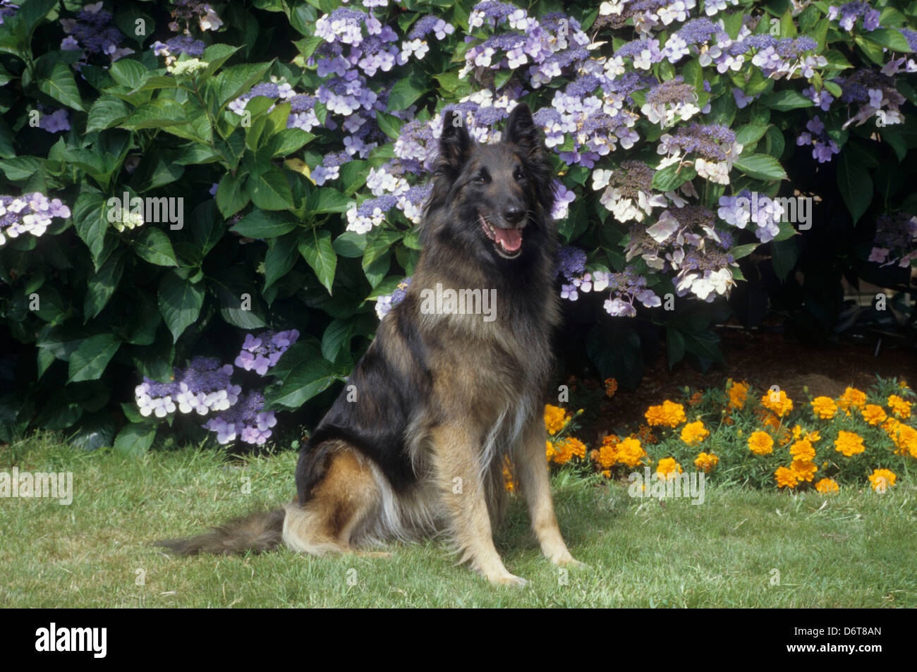 Sitting belgian hi-res stock photography and images - Alamy
