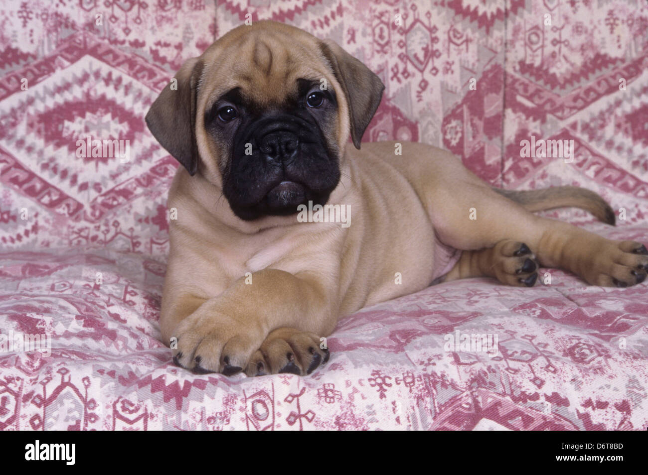 Bull Mastiff puppy lying on sofa Stock Photo - Alamy
