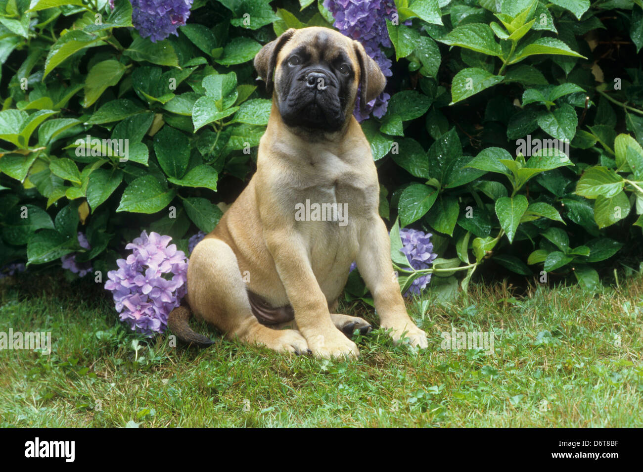 Bull Mastiff puppy sitting on grass Stock Photo - Alamy