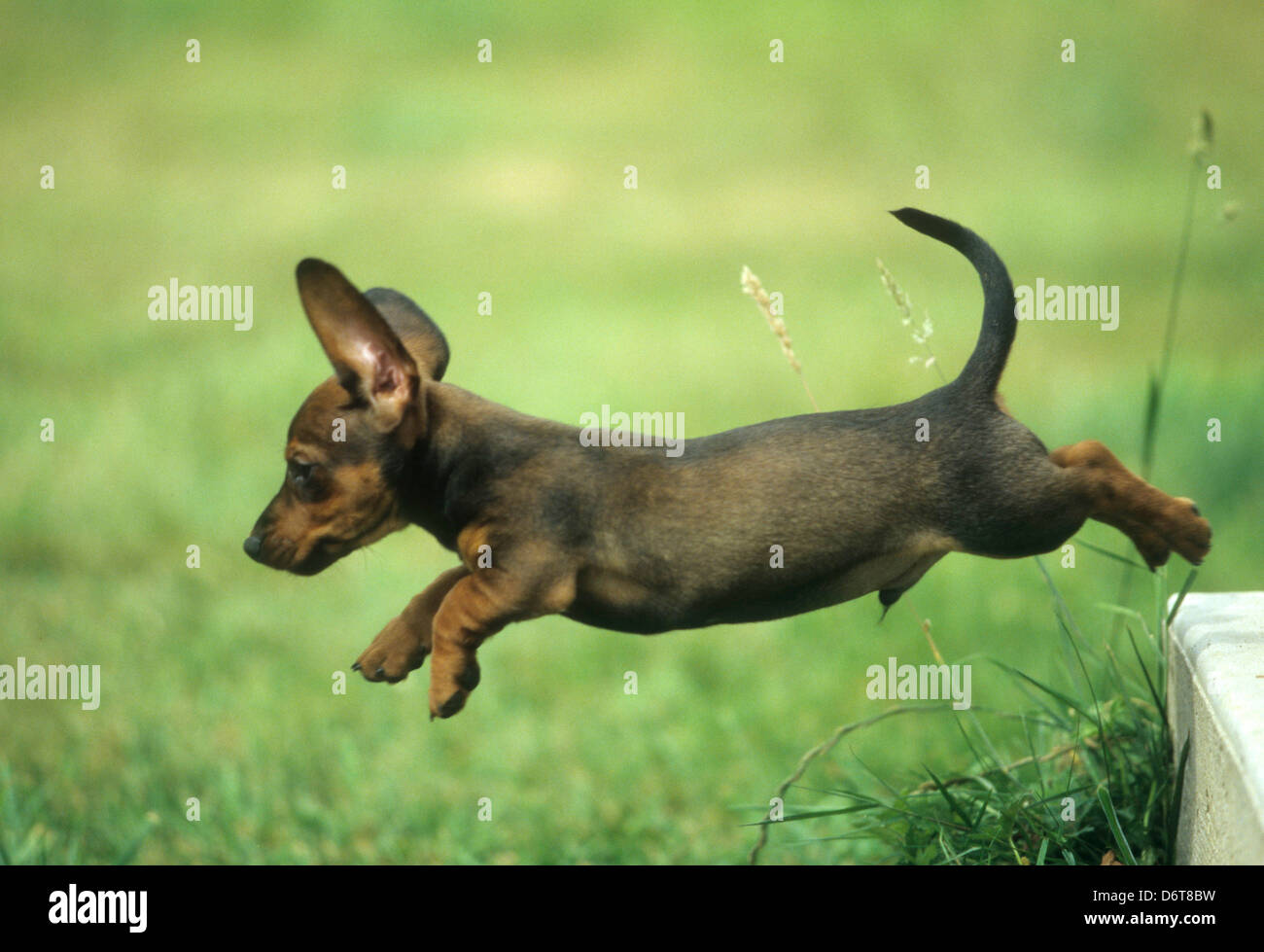 Dachshund dog jumping in a field Stock Photo - Alamy