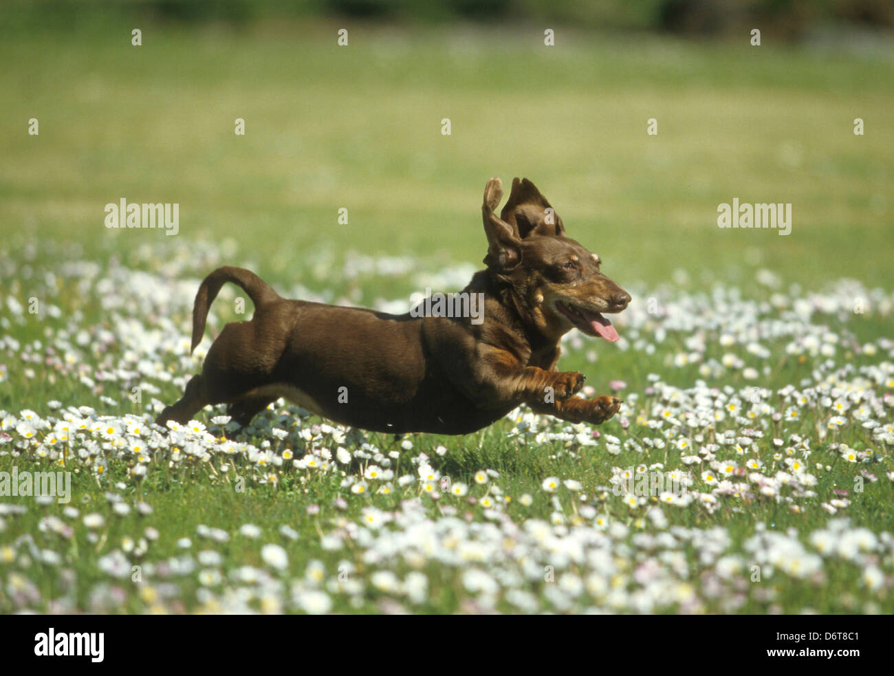Dachshund dog running in a field Stock Photo - Alamy