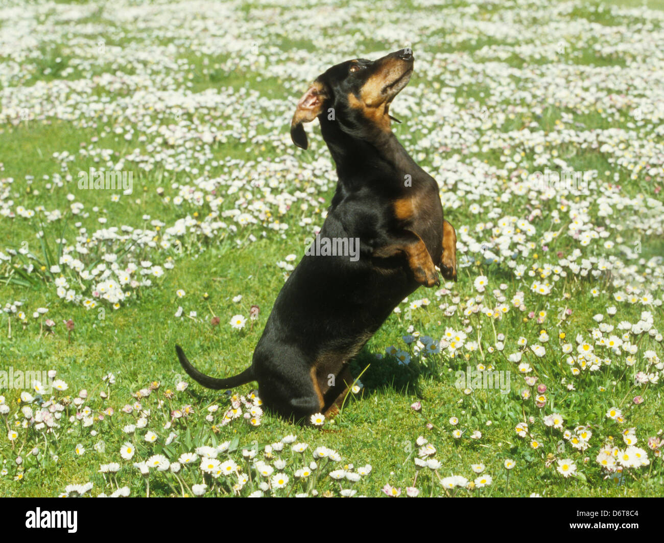 Dachshund dog rearing up in a field Stock Photo - Alamy