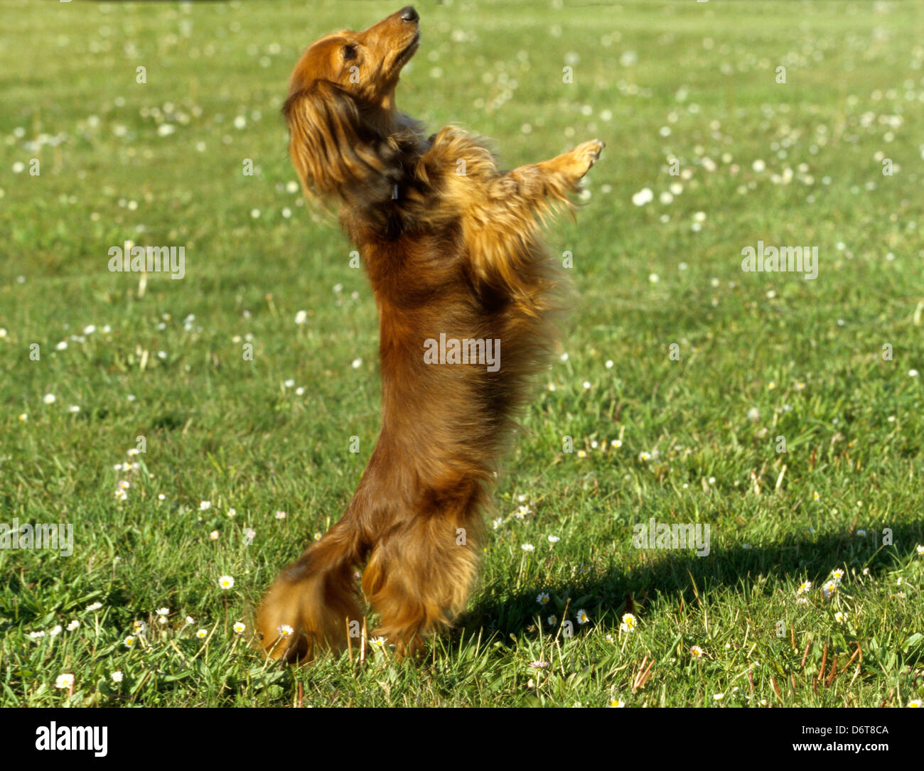 Dachshund dog rearing up in a field Stock Photo - Alamy