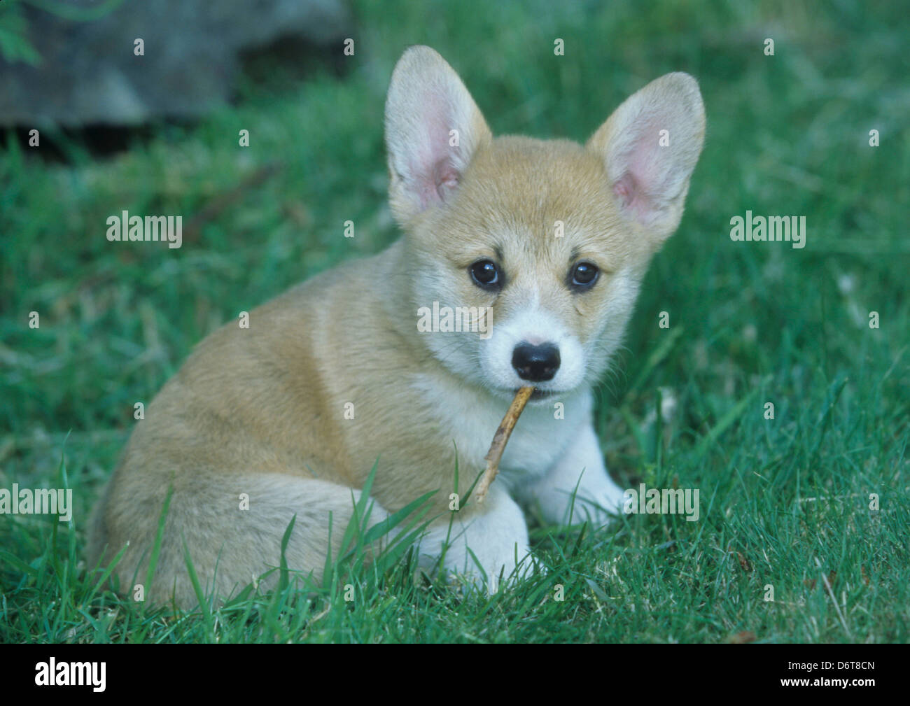 Close up view corgi dog hi-res stock photography and images - Alamy
