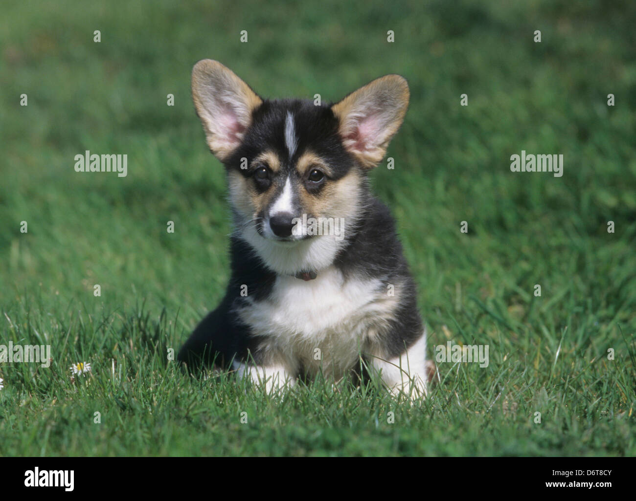 Close-up of a Pembroke Welsh corgi sitting in a field Stock Photo - Alamy