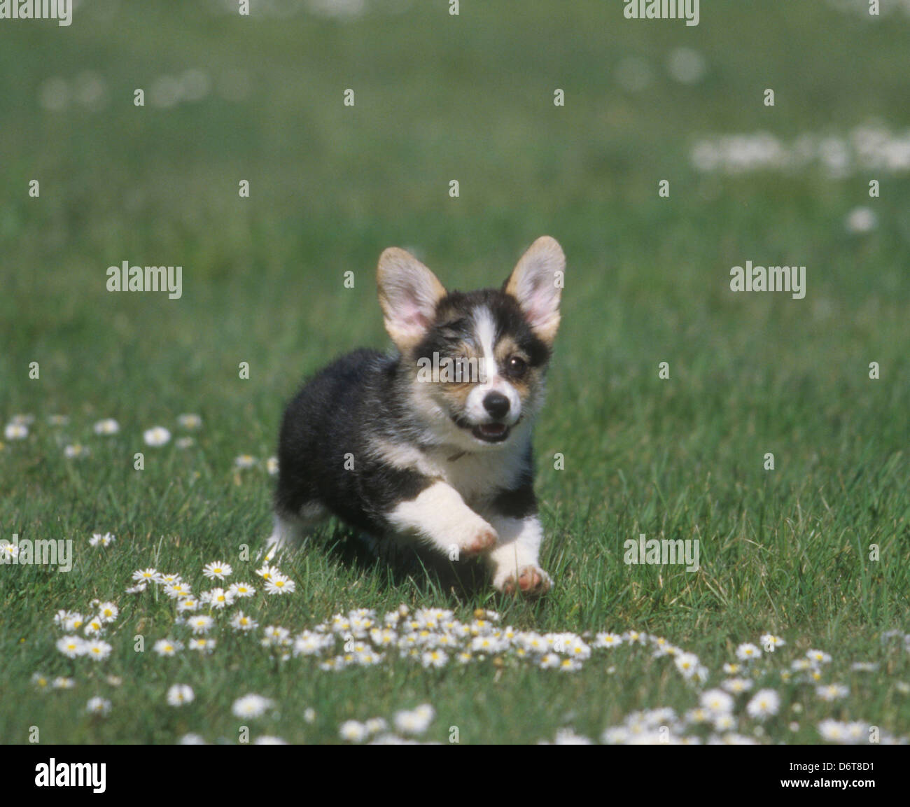 Pembroke Welsh corgi running in a field Stock Photo - Alamy