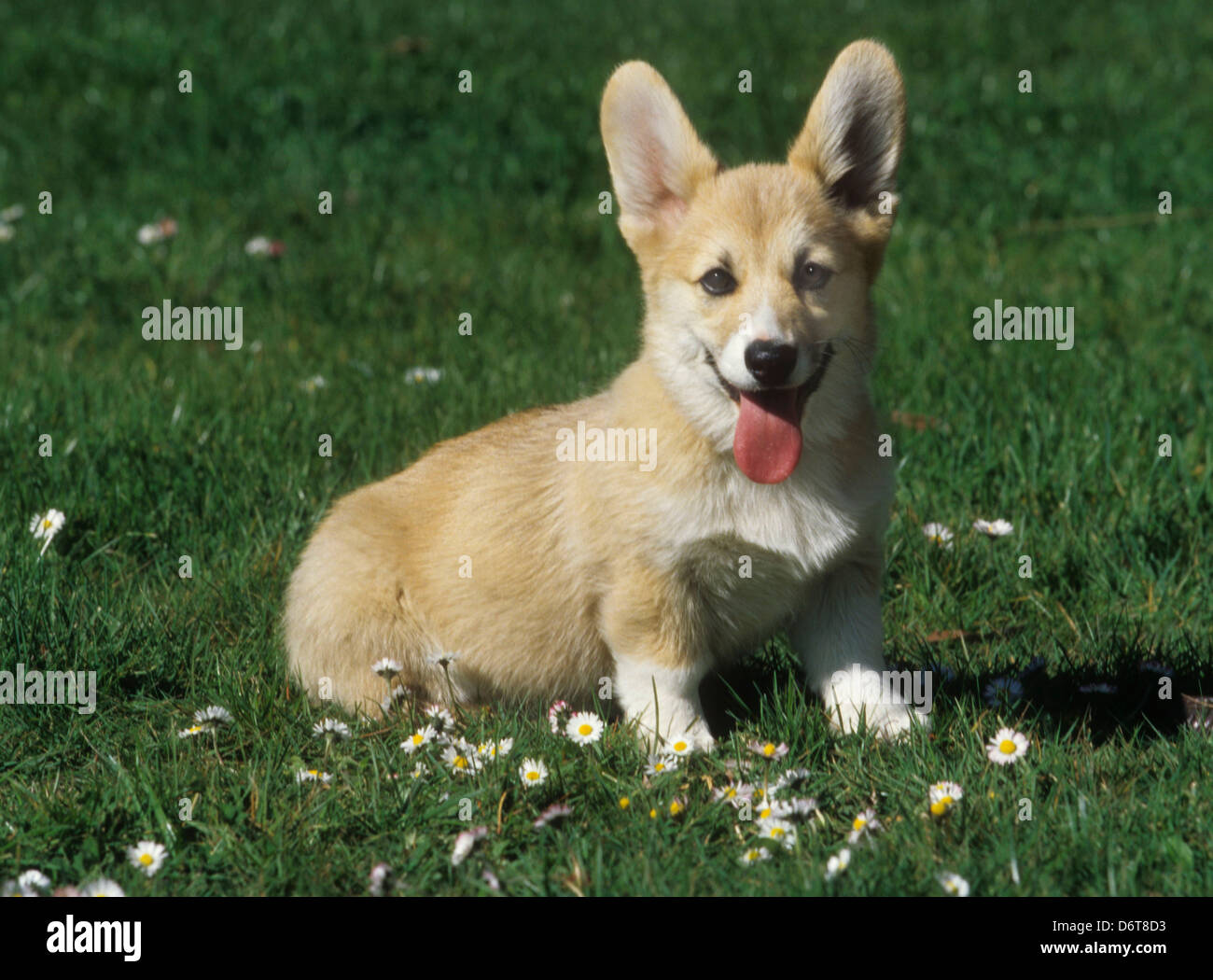 Corgi flower field hi-res stock photography and images - Alamy