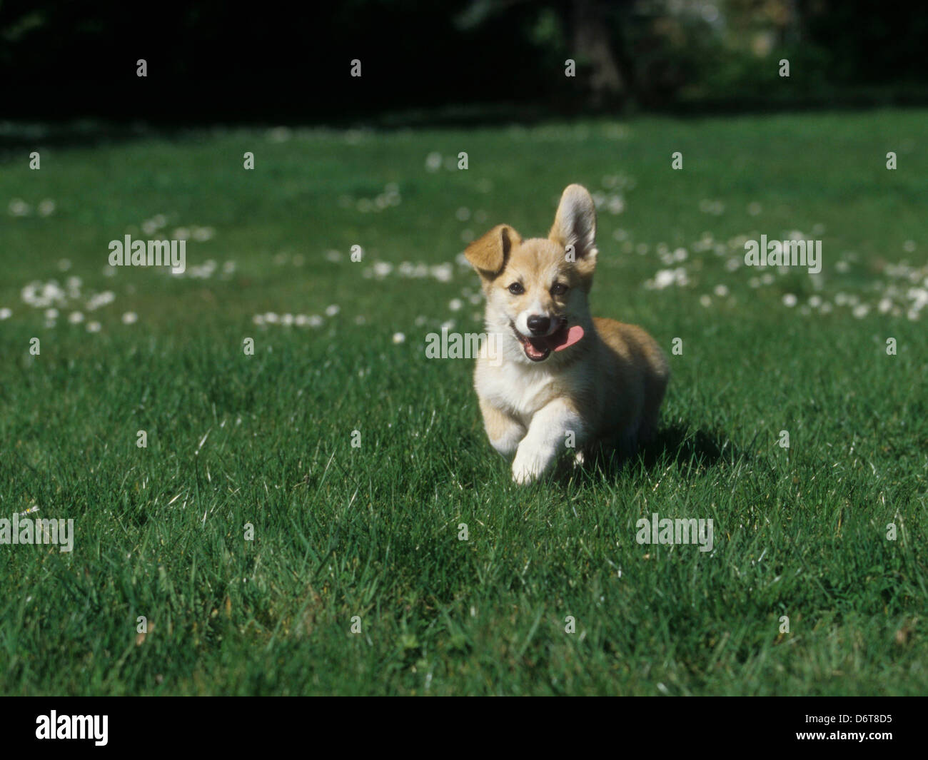 Welsh corgi agility hi-res stock photography and images - Alamy