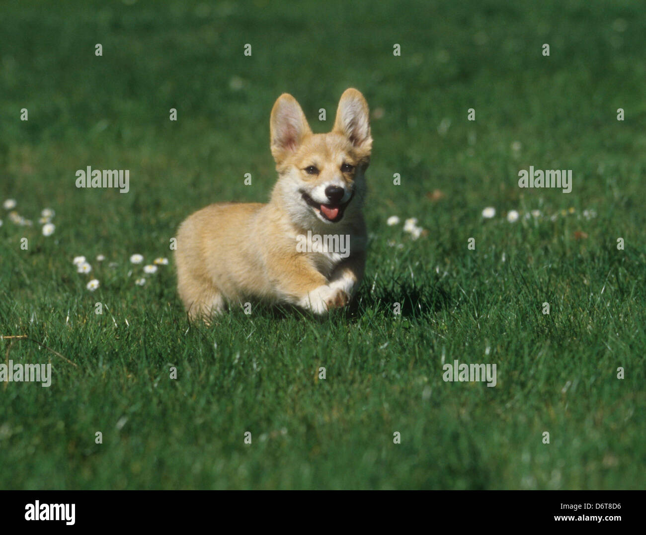 Pembroke Welsh corgi running in a field Stock Photo - Alamy