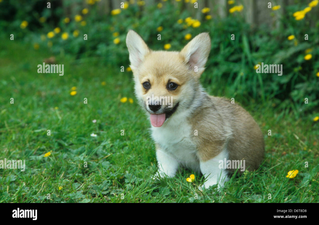 Close-up of a Pembroke Welsh corgi sitting in a garden Stock Photo - Alamy