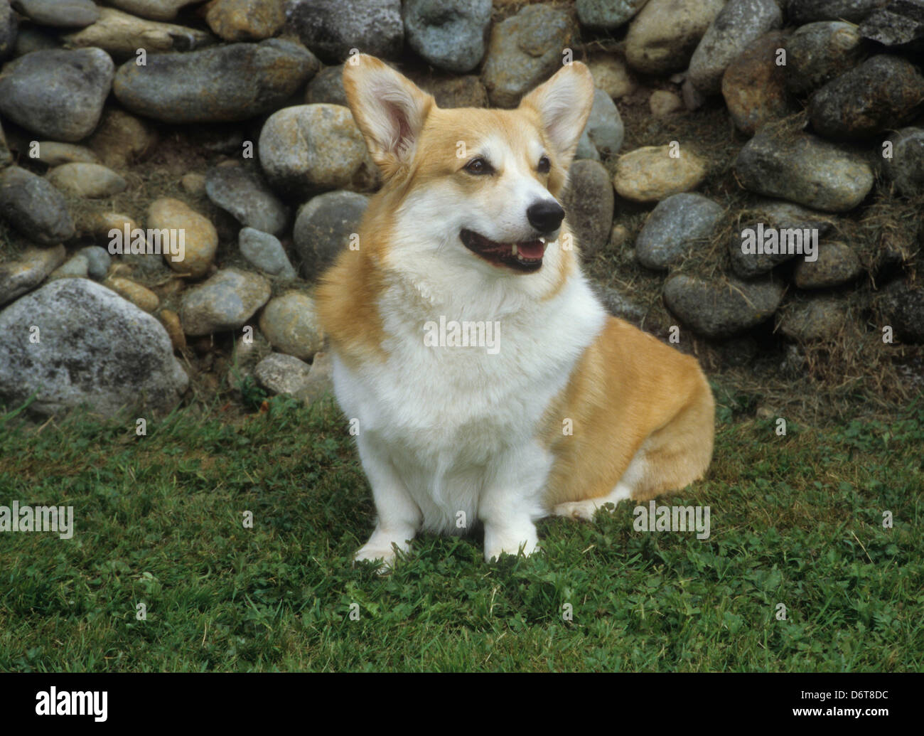 Corgi stone hi-res stock photography and images - Alamy