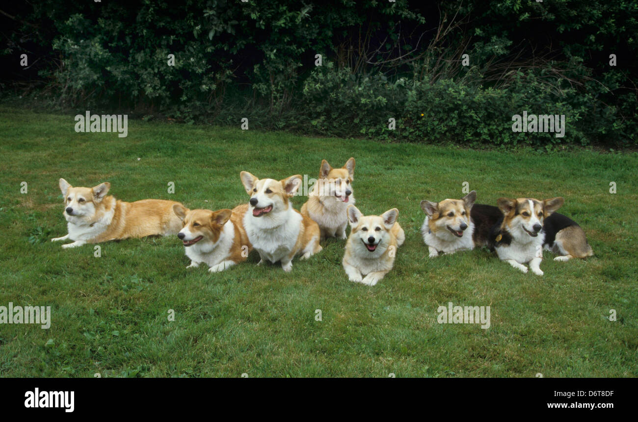 Pack Of Corgis