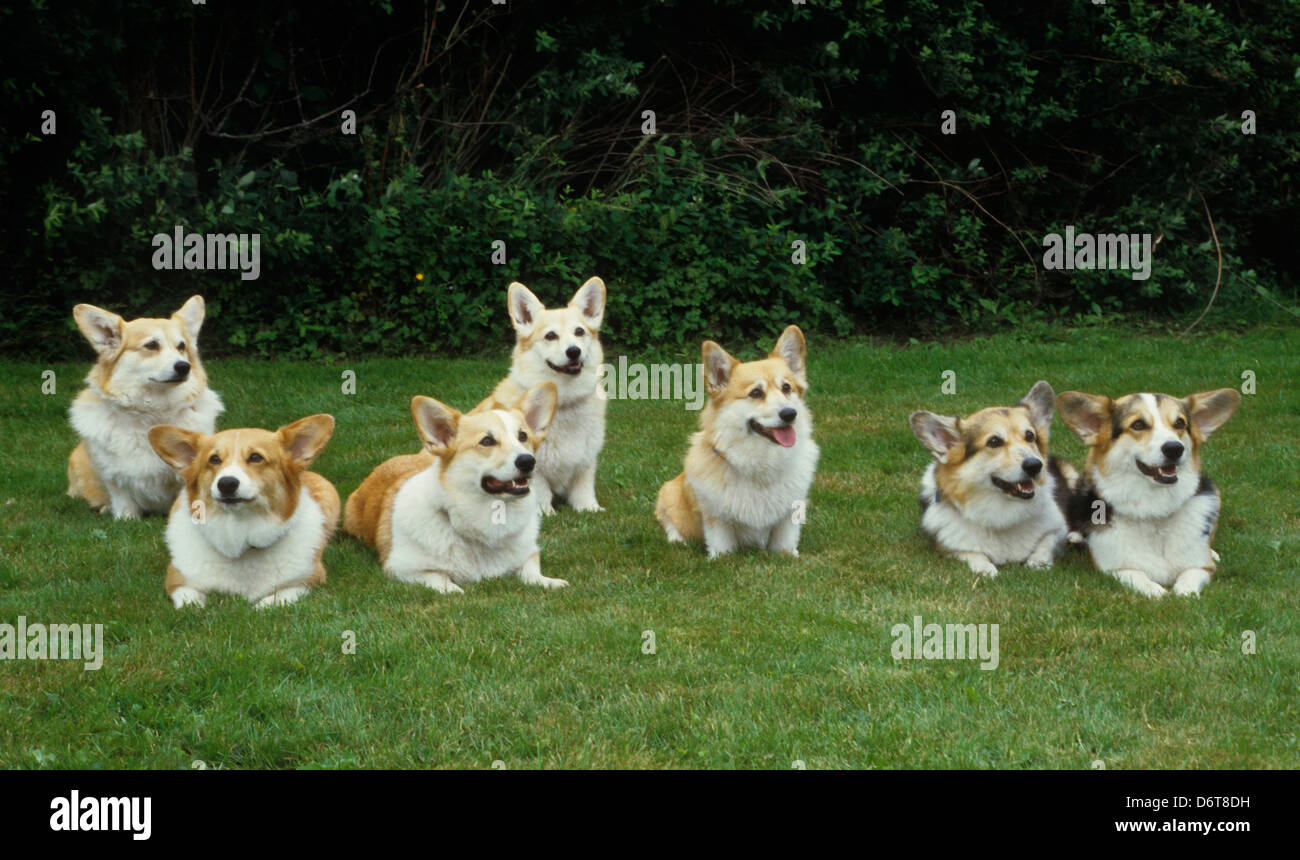 Pack Of Corgis