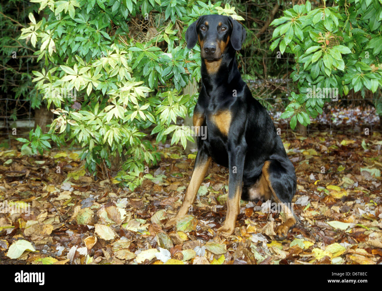 Portrait of Doberman Stock Photo - Alamy