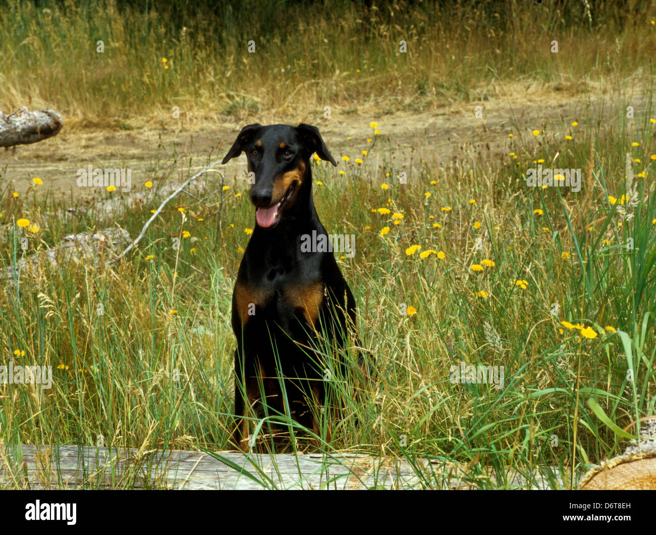 Portrait of Doberman Stock Photo - Alamy