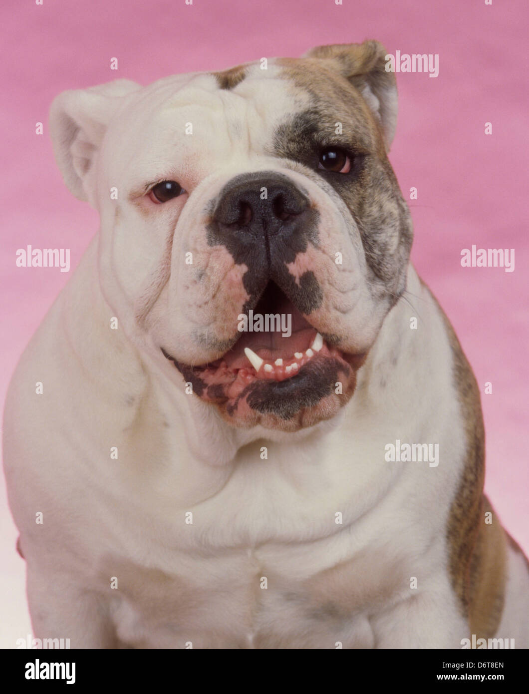 Portrait of English bulldog Stock Photo - Alamy