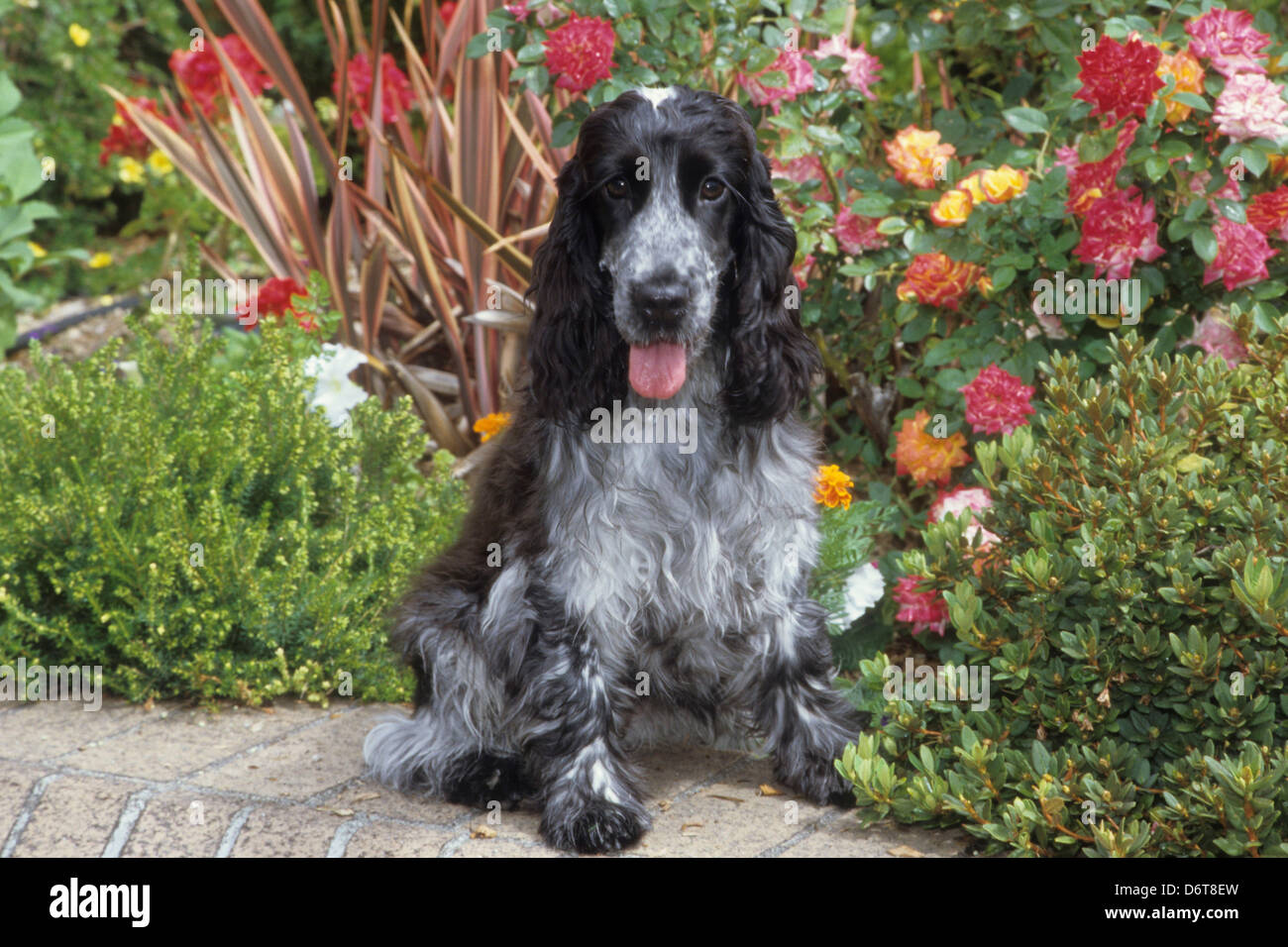 Portrait of English cocker spaniel Stock Photo - Alamy