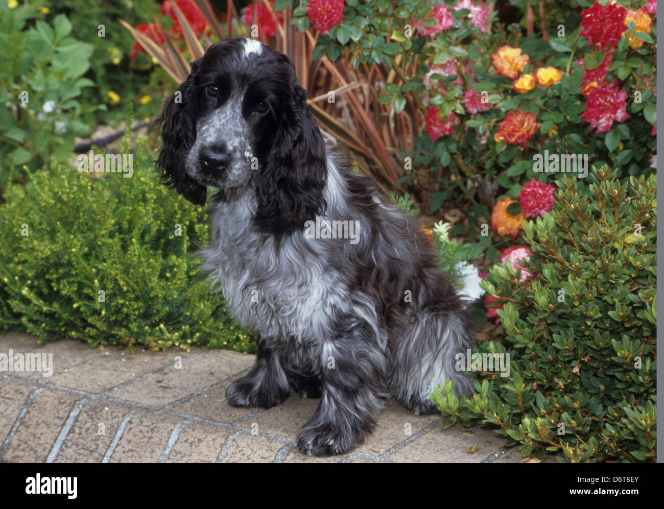 Gray cocker spaniel hi-res stock photography and images - Alamy