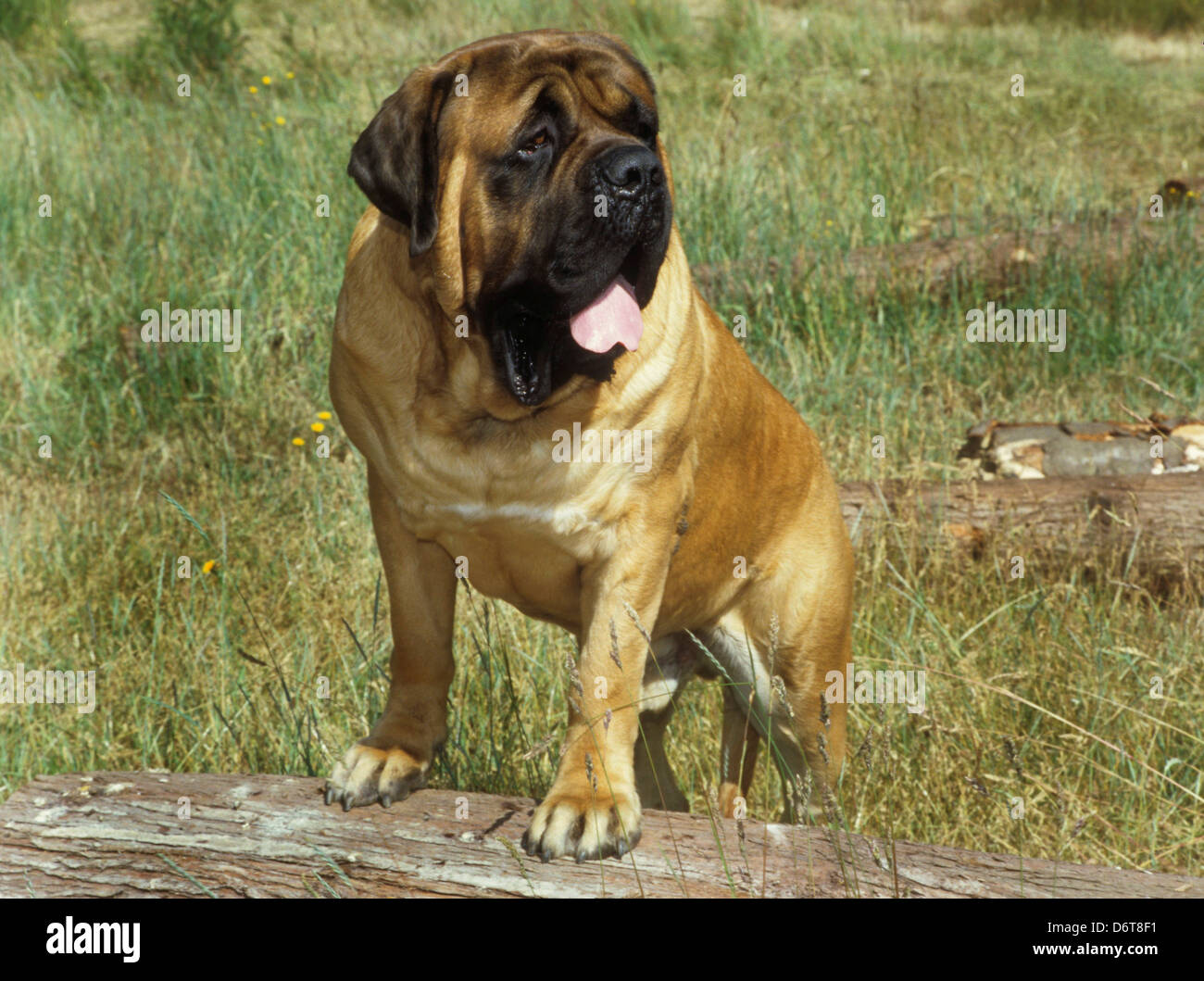Portrait of English mastiff Stock Photo - Alamy