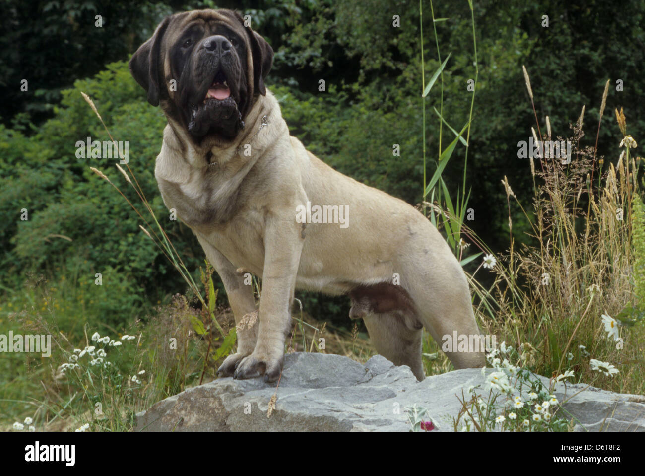 English Bullmastiff Next To People