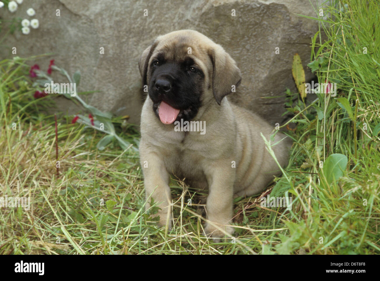 Portrait of English mastiff Stock Photo - Alamy